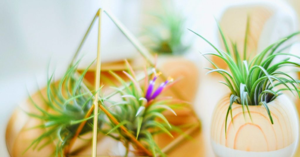 plant-nursery-01 | Alesha Mathis